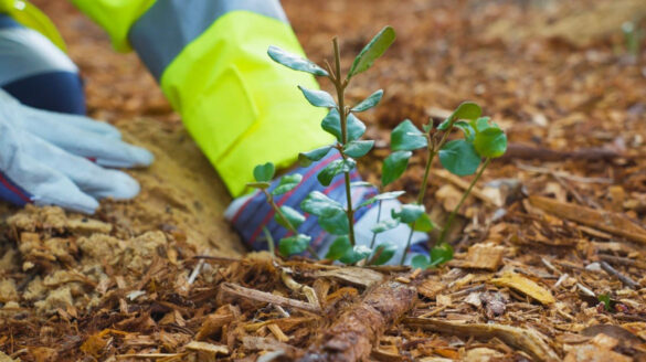 Connect with nature at a local planting event this National Tree Day ...